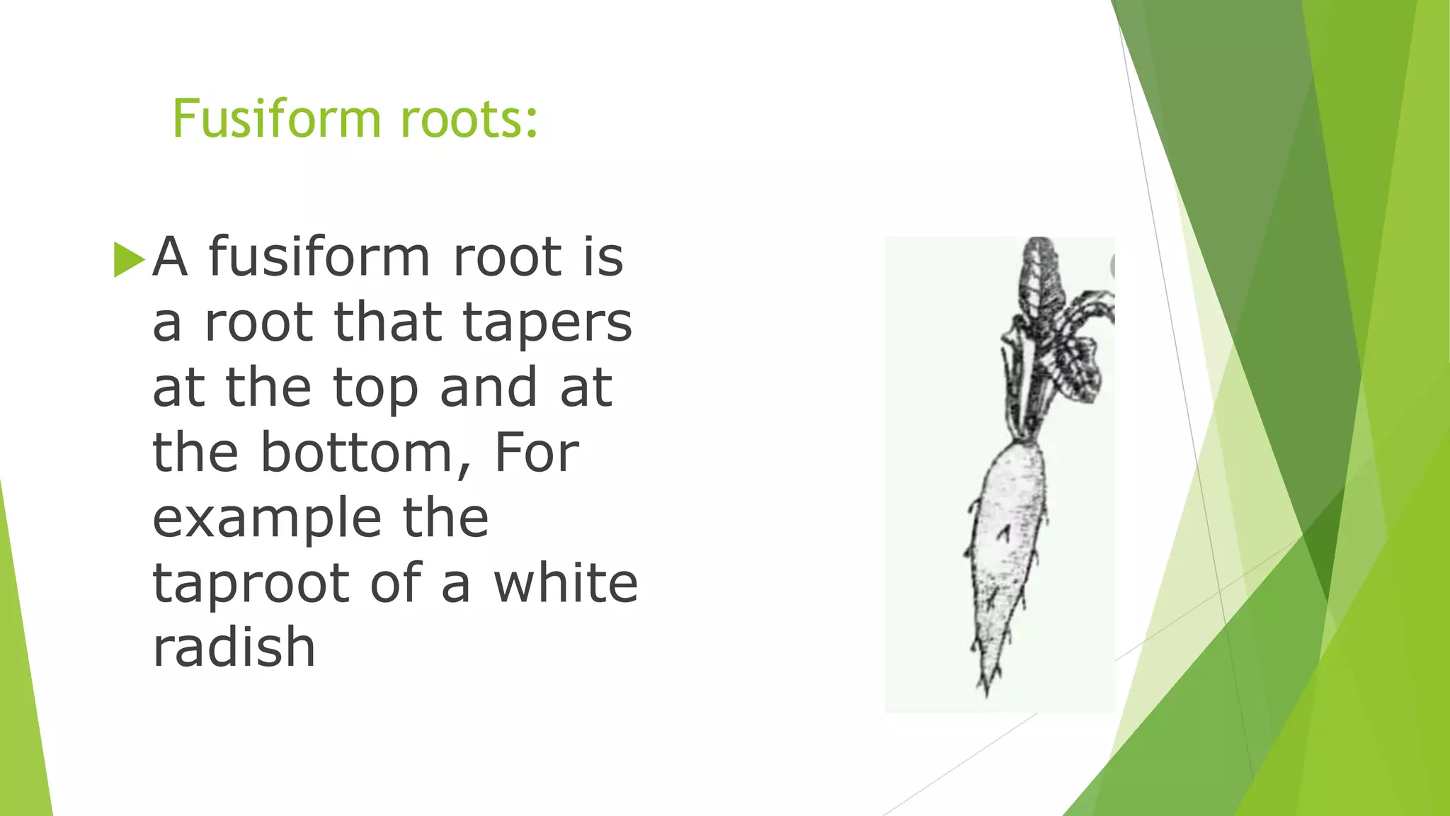 plant roots | PPT