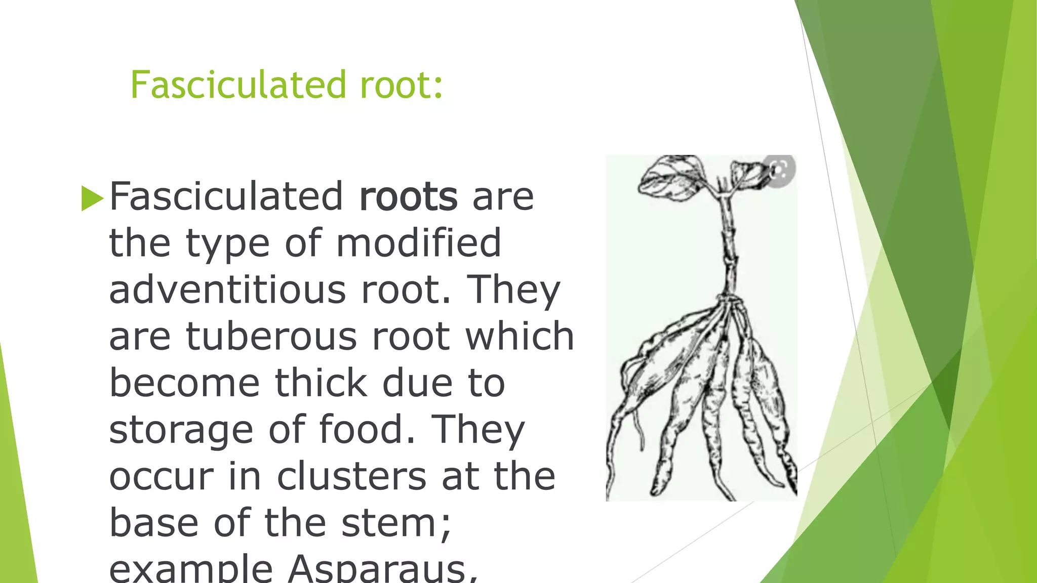 plant roots | PPT