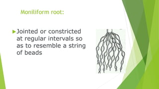 plant roots | PPT