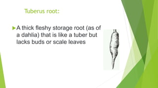 plant roots | PPT