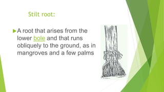 plant roots | PPT