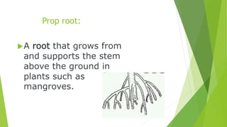 plant roots | PPT