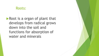 plant roots | PPTX