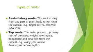 plant roots | PPT