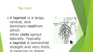 plant roots | PPT