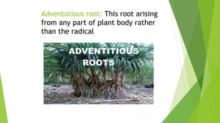 plant roots | PPT