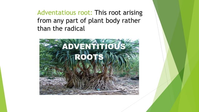 plant roots | PPT