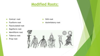 plant roots | PPT