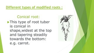 plant roots | PPT