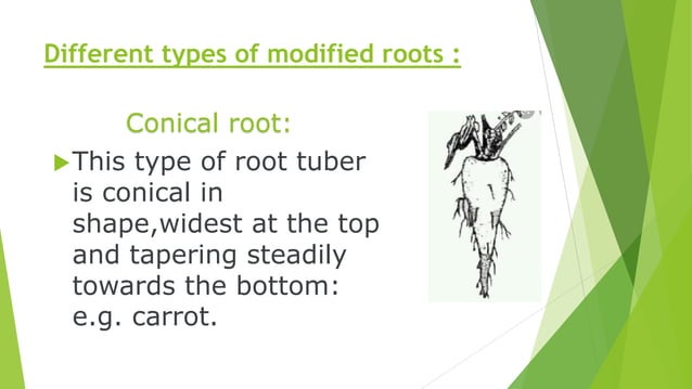 plant roots | PPT