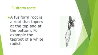 plant roots | PPT
