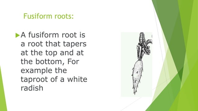 plant roots | PPT