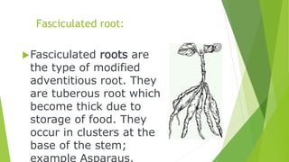 plant roots | PPT