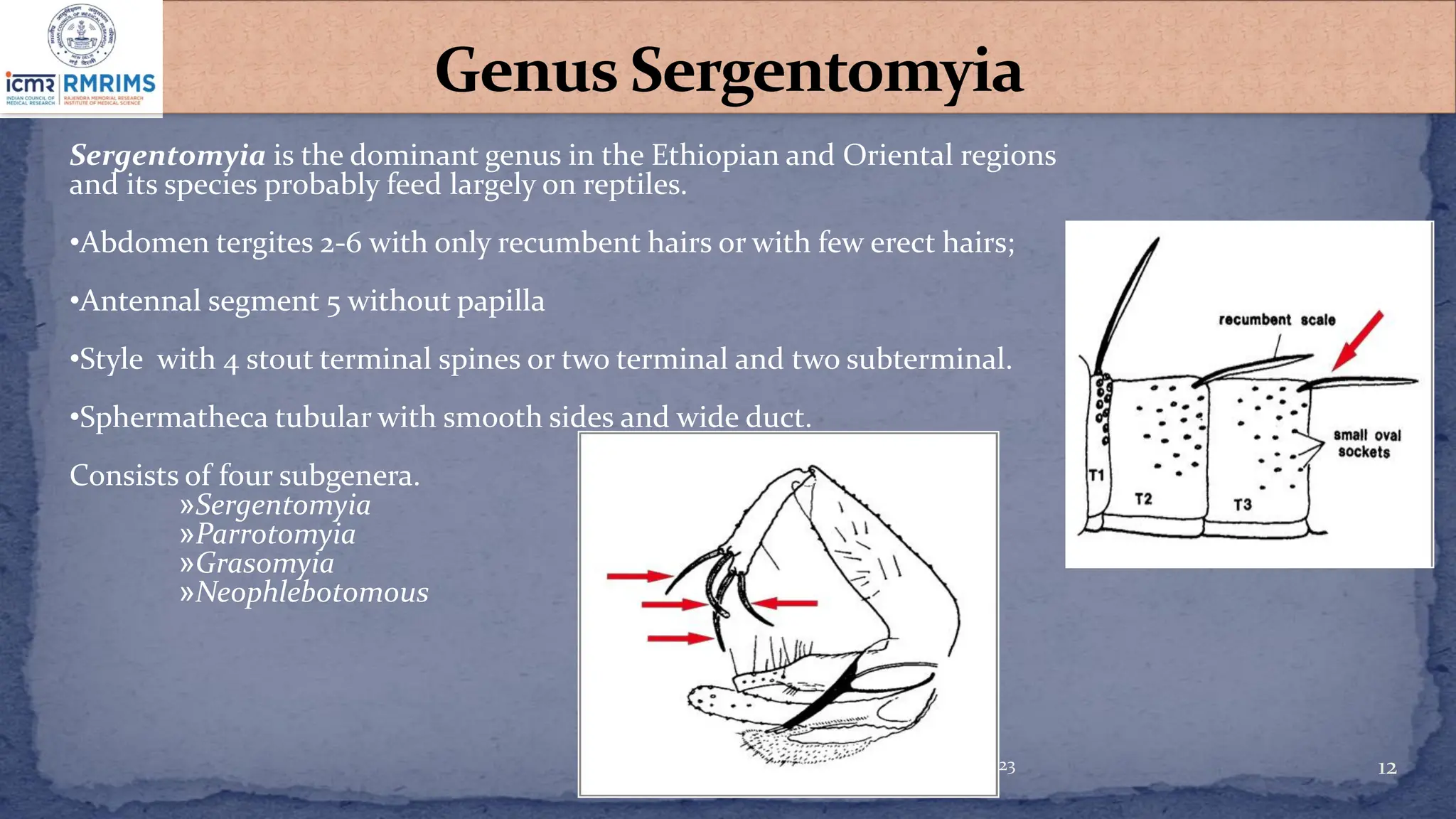 Taxonomy and Biodiversity of Sandfly in India By Rameshwari Ratna.pdf