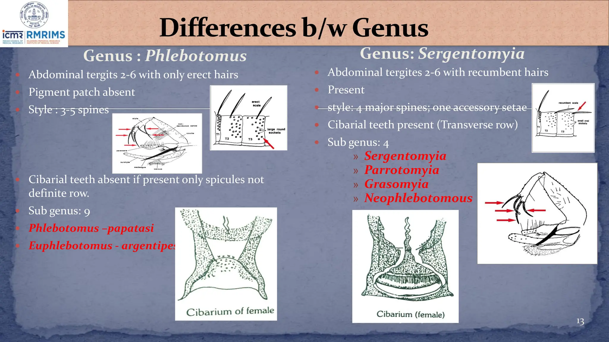 Taxonomy and Biodiversity of Sandfly in India By Rameshwari Ratna.pdf