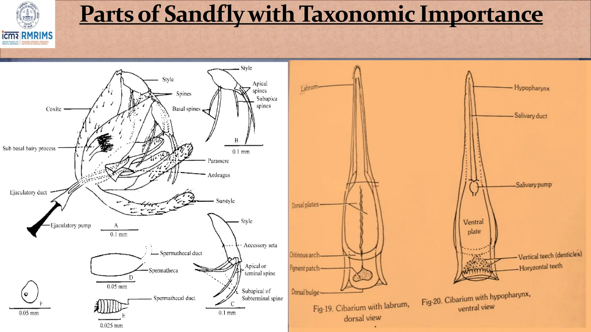 Taxonomy and Biodiversity of Sandfly in India By Rameshwari Ratna.pdf