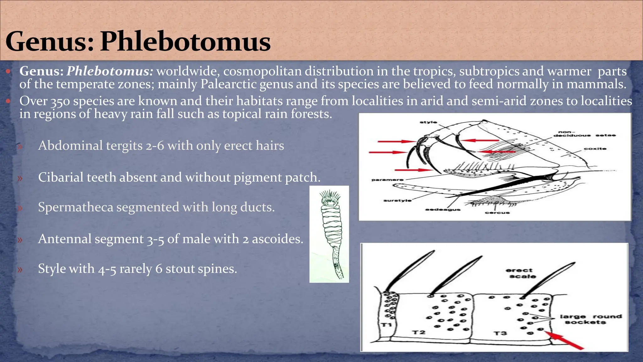 Taxonomy and Biodiversity of Sandfly in India By Rameshwari Ratna.pdf