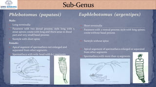 Taxonomy and Biodiversity of Sandfly in India By Rameshwari Ratna.pdf