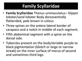 Taxonomy and Biology of Cultivable Crustaceans B.pptx