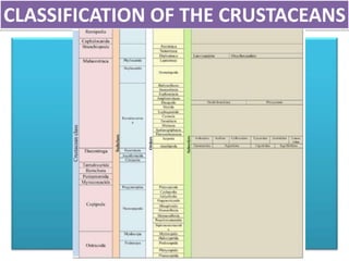 Taxonomy and Biology of Cultivable Crustaceans B.pptx