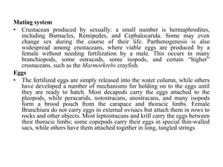 Taxonomy and Biology of Cultivable Crustaceans B.pptx