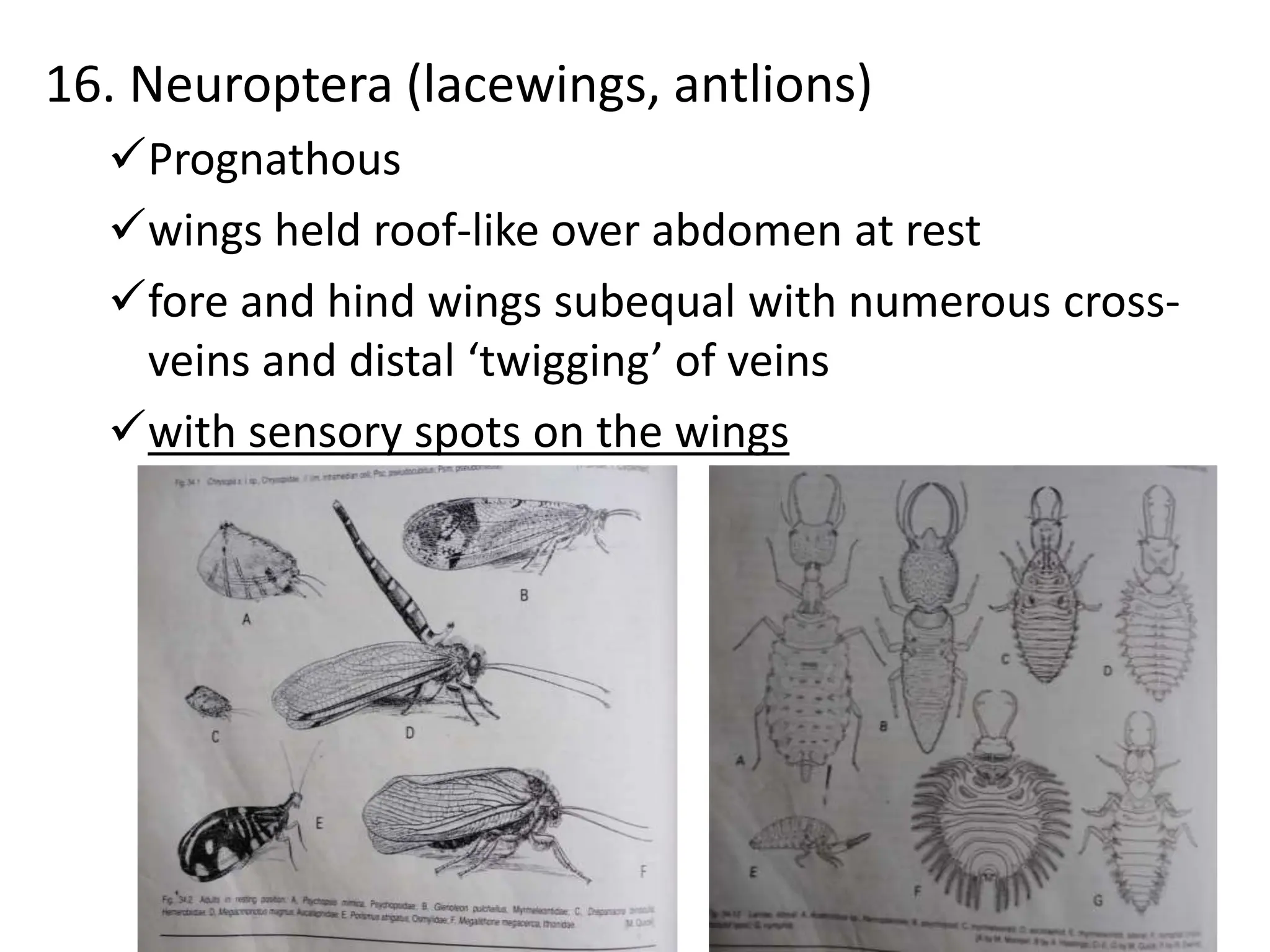TAXONOMY and Systematics of diffrent insects in environment. pptx | PPTX