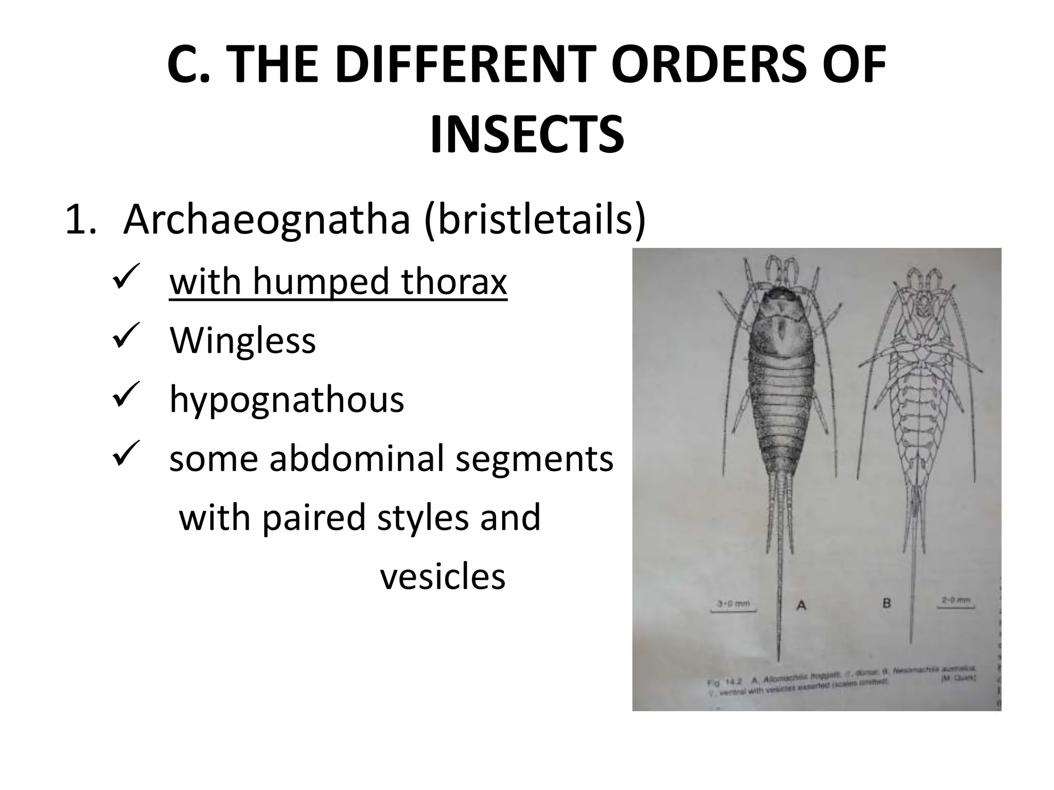 TAXONOMY and Systematics of diffrent insects in environment. pptx | PPTX