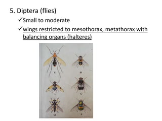 TAXONOMY and Systematics of diffrent insects in environment. pptx | PPTX