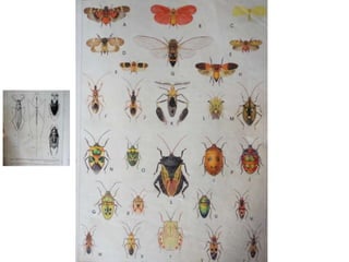 TAXONOMY and Systematics of diffrent insects in environment. pptx | PPTX