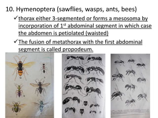 TAXONOMY and Systematics of diffrent insects in environment. pptx | PPTX