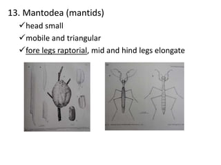 TAXONOMY and Systematics of diffrent insects in environment. pptx | PPTX