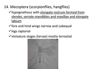 TAXONOMY and Systematics of diffrent insects in environment. pptx | PPTX