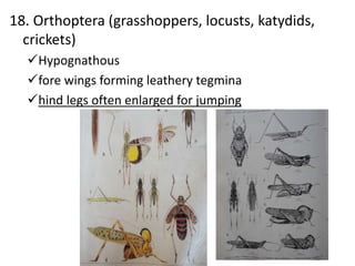 TAXONOMY and Systematics of diffrent insects in environment. pptx | PPTX