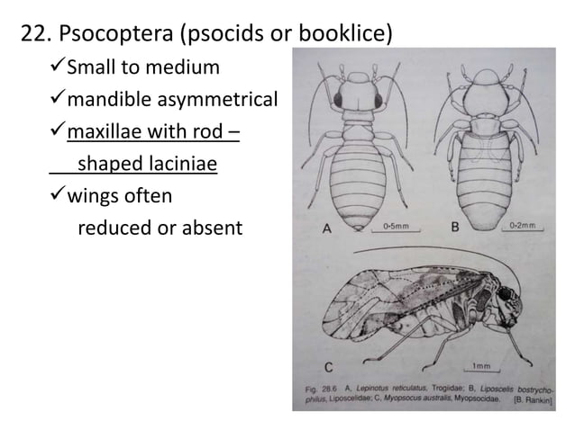 TAXONOMY and Systematics of diffrent insects in environment. pptx | PPTX