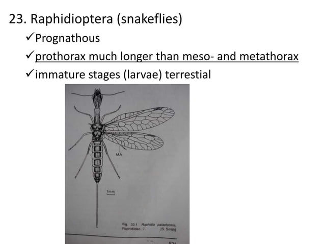 TAXONOMY and Systematics of diffrent insects in environment. pptx | PPTX