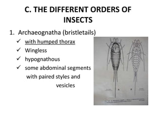 TAXONOMY and Systematics of diffrent insects in environment. pptx | PPTX