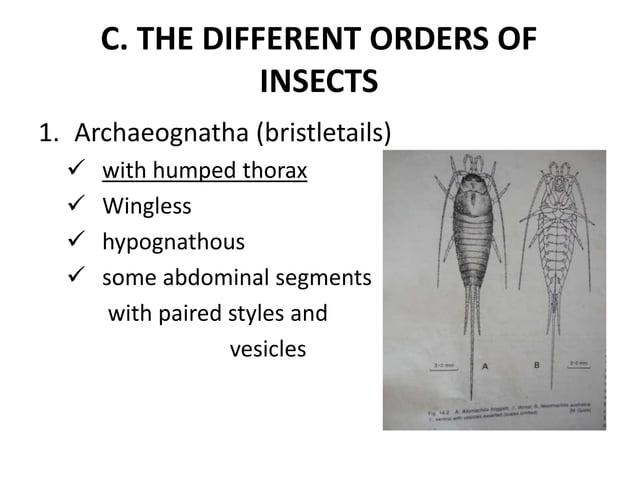 TAXONOMY and Systematics of diffrent insects in environment. pptx | PPTX