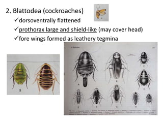 TAXONOMY and Systematics of diffrent insects in environment. pptx | PPTX