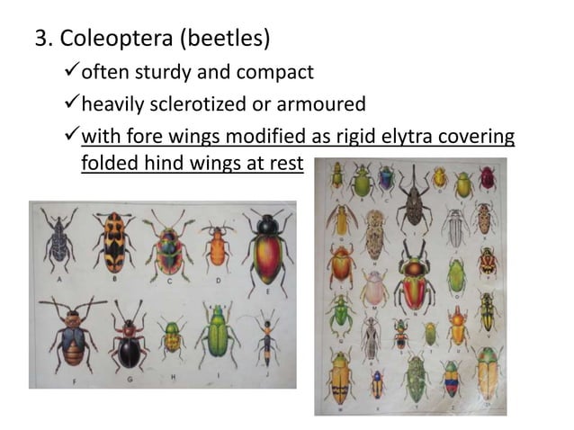 TAXONOMY and Systematics of diffrent insects in environment. pptx | PPTX