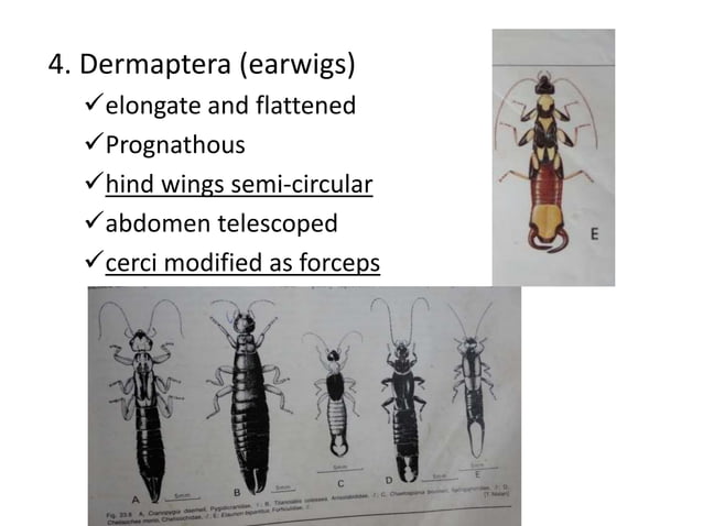 TAXONOMY and Systematics of diffrent insects in environment. pptx | PPTX