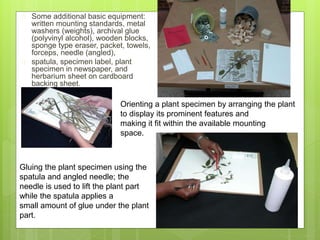 herbarium and its use--DEEPAKYADAV ALLD. UNIVERSITY | PPTX | Gardening ...