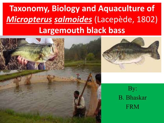 Taxonomy, Biology and Aquaculture of Large mouth seabass.pptx