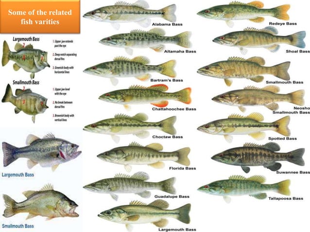 Taxonomy, Biology and Aquaculture of Large mouth seabass.pptx