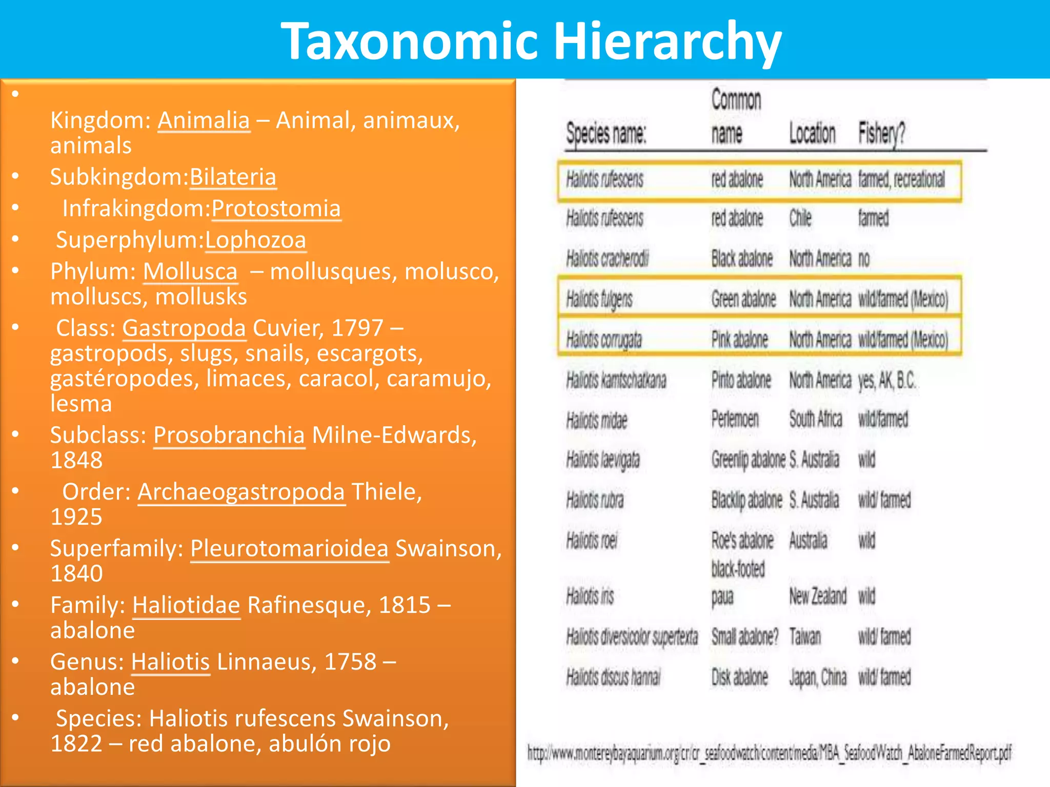 Taxonomy, biology and farming abalone.pptx