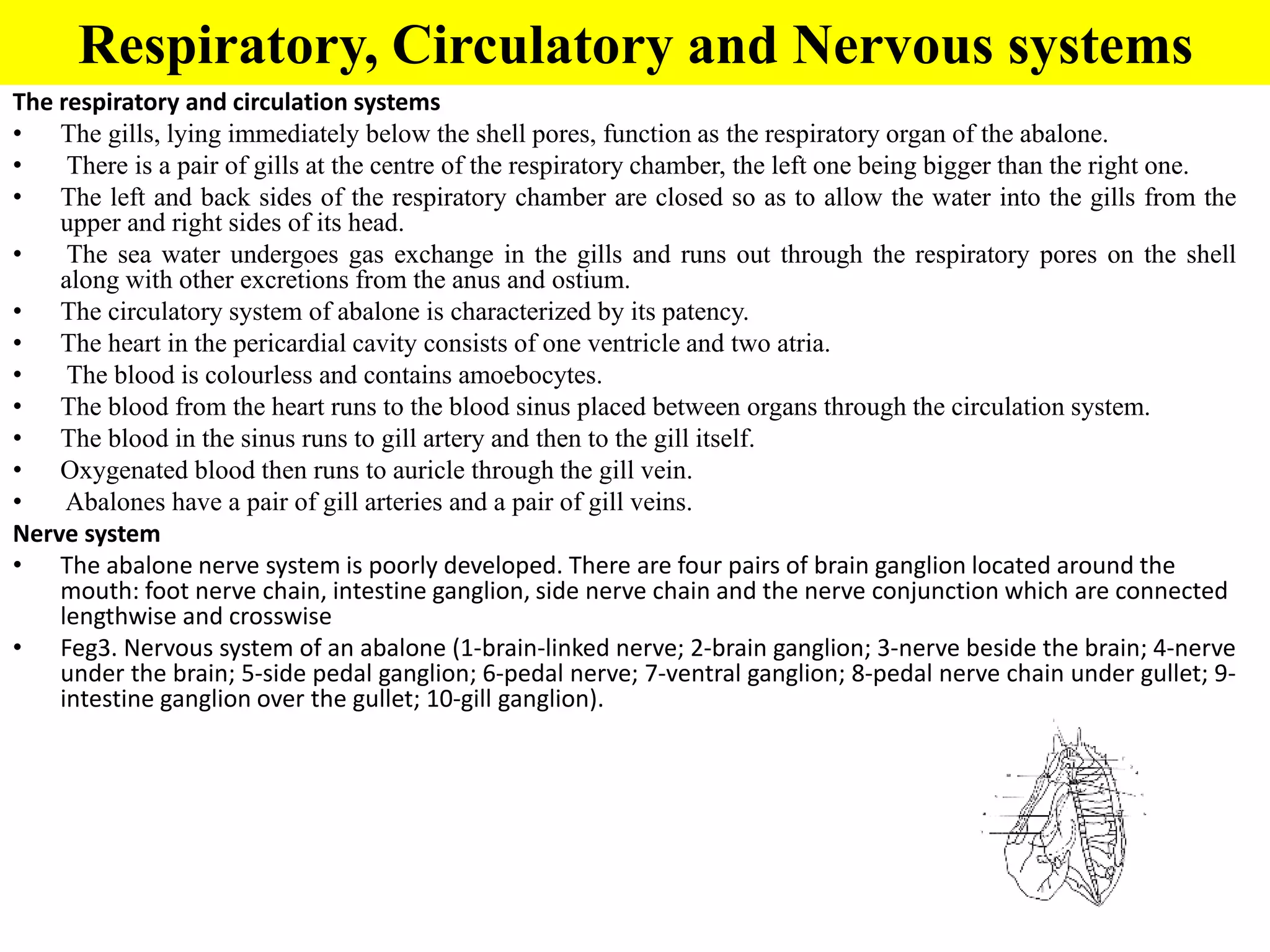 Taxonomy, biology and farming abalone.pptx