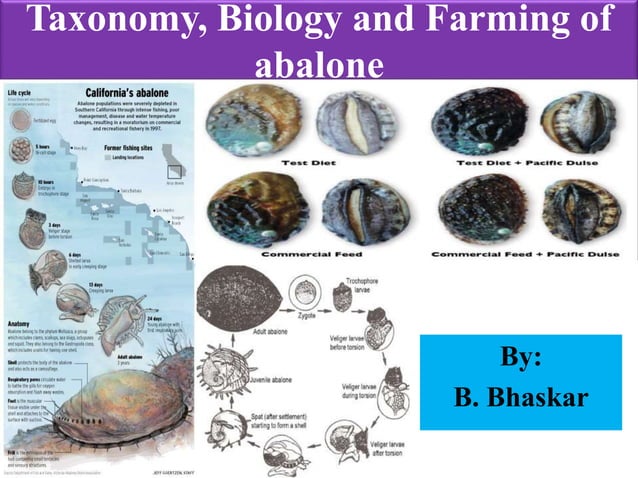 Taxonomy, biology and farming abalone.pptx | Science