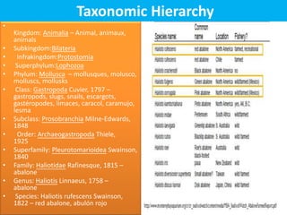 Taxonomy, biology and farming abalone.pptx