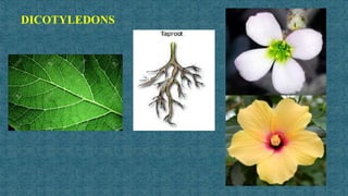 Taxonomy classification | PPTX