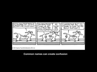 Taxonomy_Classification_17_.ppt