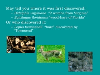 WHAT IS Taxonomy_Classification_17_.ppt | Operating Systems | Computer Software and Applications